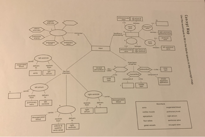 Solved Concept Map Use the word bank to fill in the blank | Chegg.com