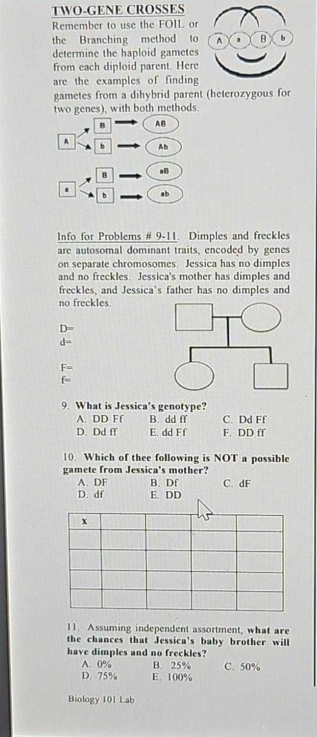Solved TWO-GENE CROSSES Remember to use the FOIL or the | Chegg.com
