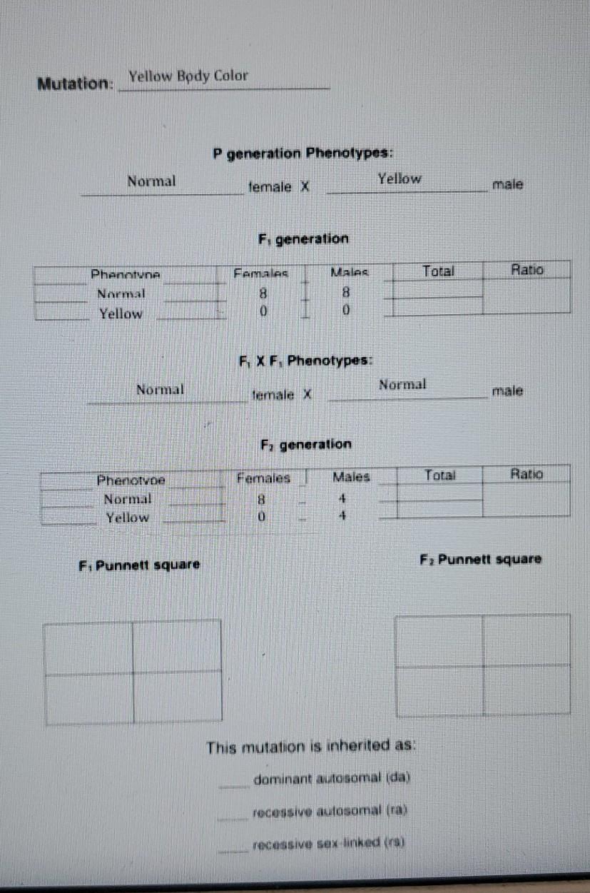 Solved Mutation: Yellow Body Color P generation Phenotypes: | Chegg.com