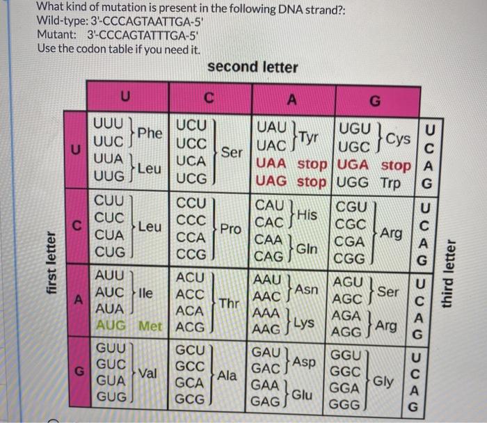 Solved Which of these two DNA strands is the template strand | Chegg.com