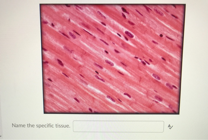 Solved Name the specific tissue. A/ Name the specific | Chegg.com