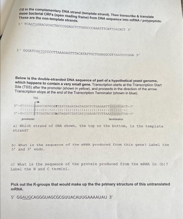 Solved Fill in the complementary DNA strand (template | Chegg.com