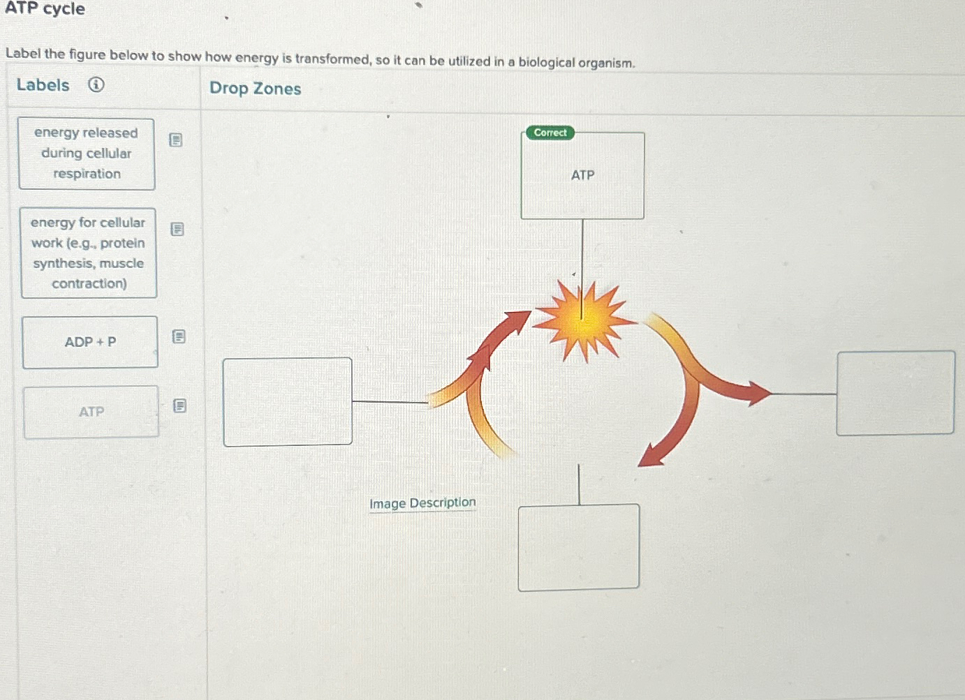 Solved ATP cycleLabel the figure below to show how energy is | Chegg.com