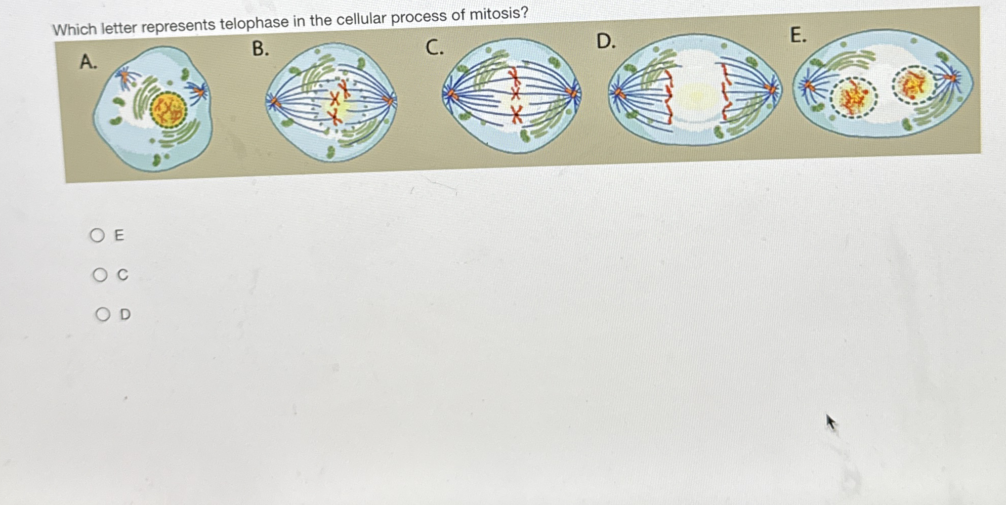 Solved Which letter represents telophase in the cellular | Chegg.com