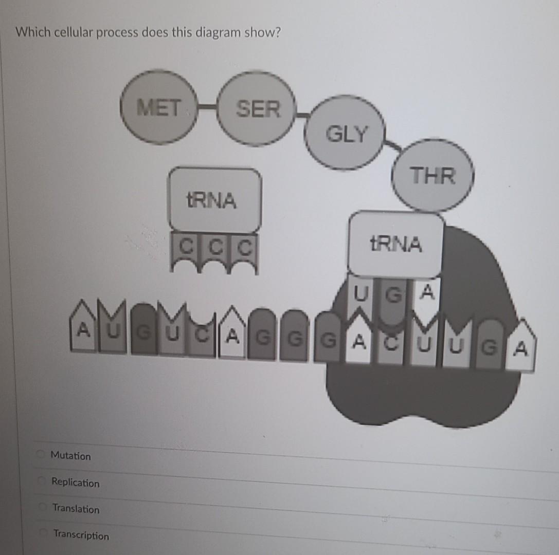 Solved What is the correct order of events that take place | Chegg.com
