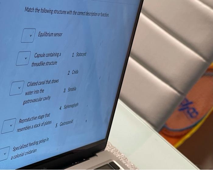 Solved Match the following structures with the correct | Chegg.com