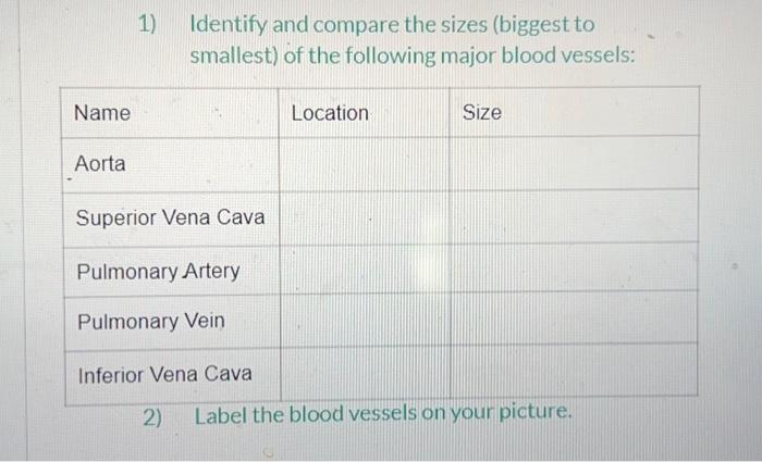Solved Name Aorta 1) Identify and compare the sizes (biggest | Chegg.com