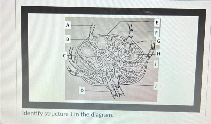 Solved Identify structure J in the diagram. | Chegg.com Solved Identify structure J in the diagram. | Chegg.com