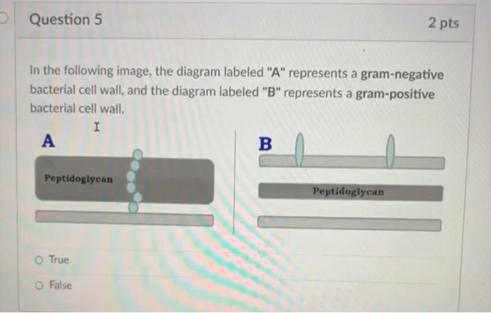 Bacterial Cell Wall Diagram