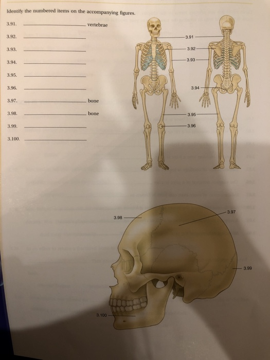 Solved Identify the numbered items on the accompanying | Chegg.com