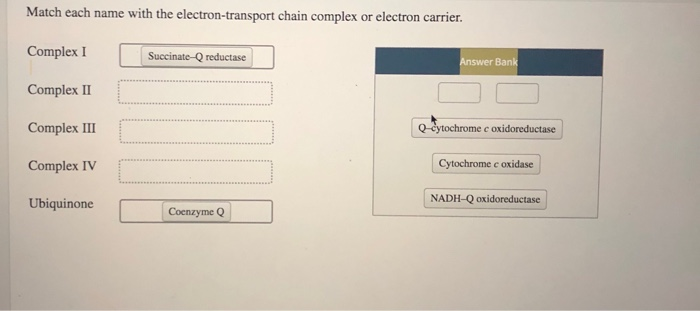 Solved Match each name with the electron-transport chain | Chegg.com