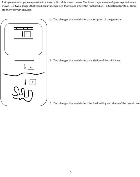 Solved A simple model of gene expression in a eukaryotic | Chegg.com