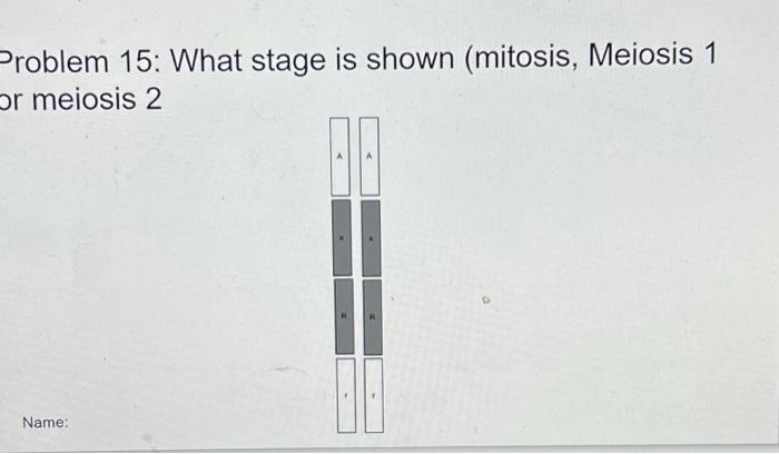 Solved Problem 15: What stage is shown (mitosis, Meiosis 1 | Chegg.com