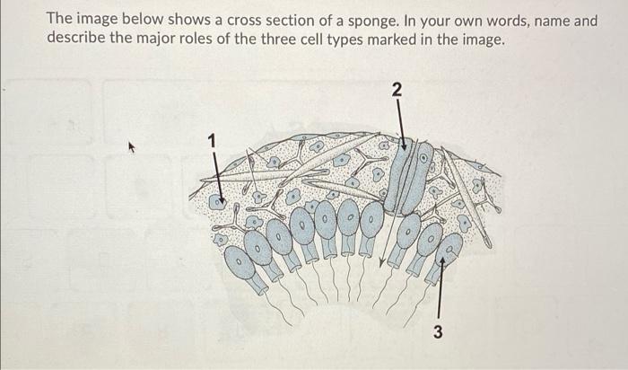 Solved The image below shows a cross section of a sponge. | Chegg.com