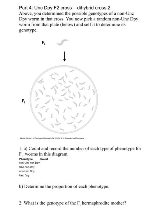 Solved phenotypes in C. elegans The C. elegans genome has | Chegg.com
