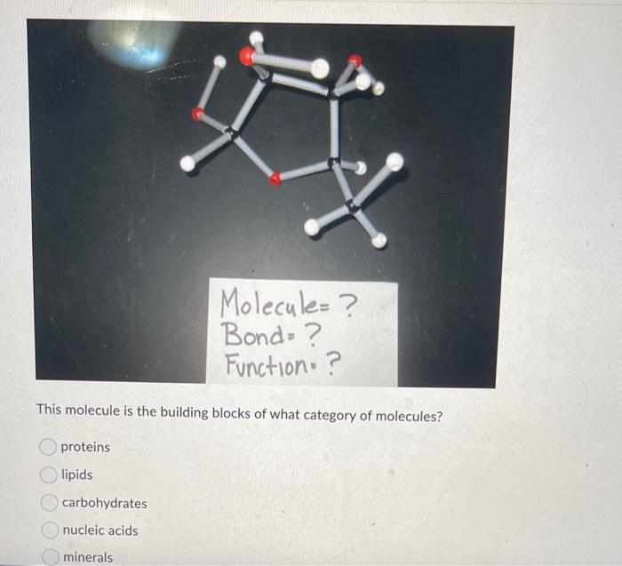 Solved This molecule is the building blocks of what category | Chegg.com