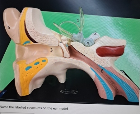 Solved Name the labelled structures on the ear model | Chegg.com