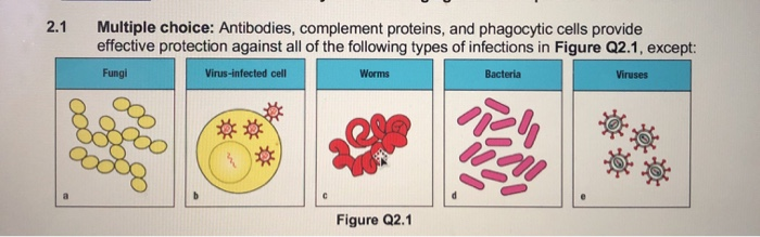Solved 2.1 Multiple choice: Antibodies, complement proteins, | Chegg.com