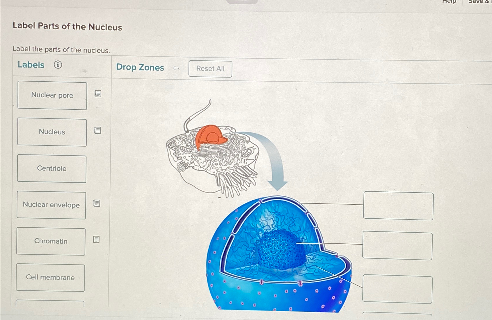 Solved Label Parts of the NucleusLabel the parts of the | Chegg.com
