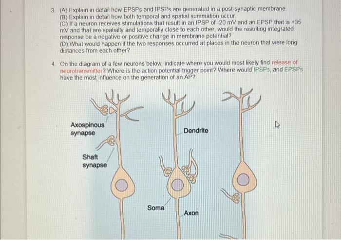 Solved 3. (A) Explain in detail how EPSPs and IPSPs are | Chegg.com