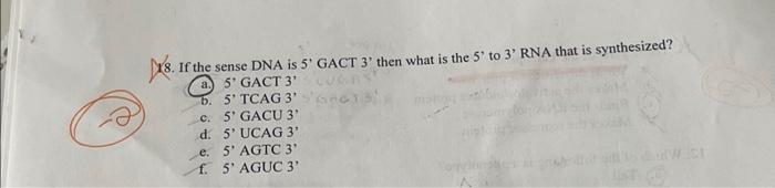 Solved X8. If the sense DNA is 5' GACT 3' then what is the | Chegg.com