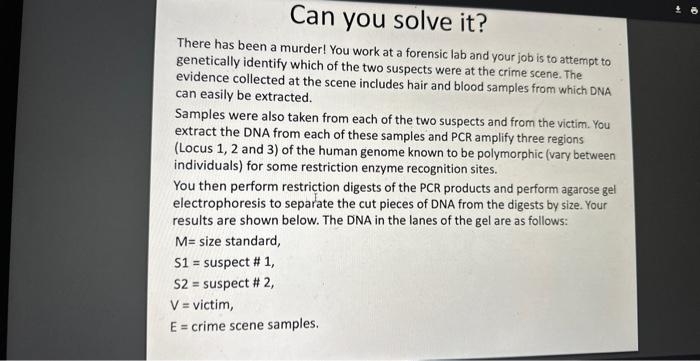 Solved There has been a murder! You work at a forensic lab | Chegg.com