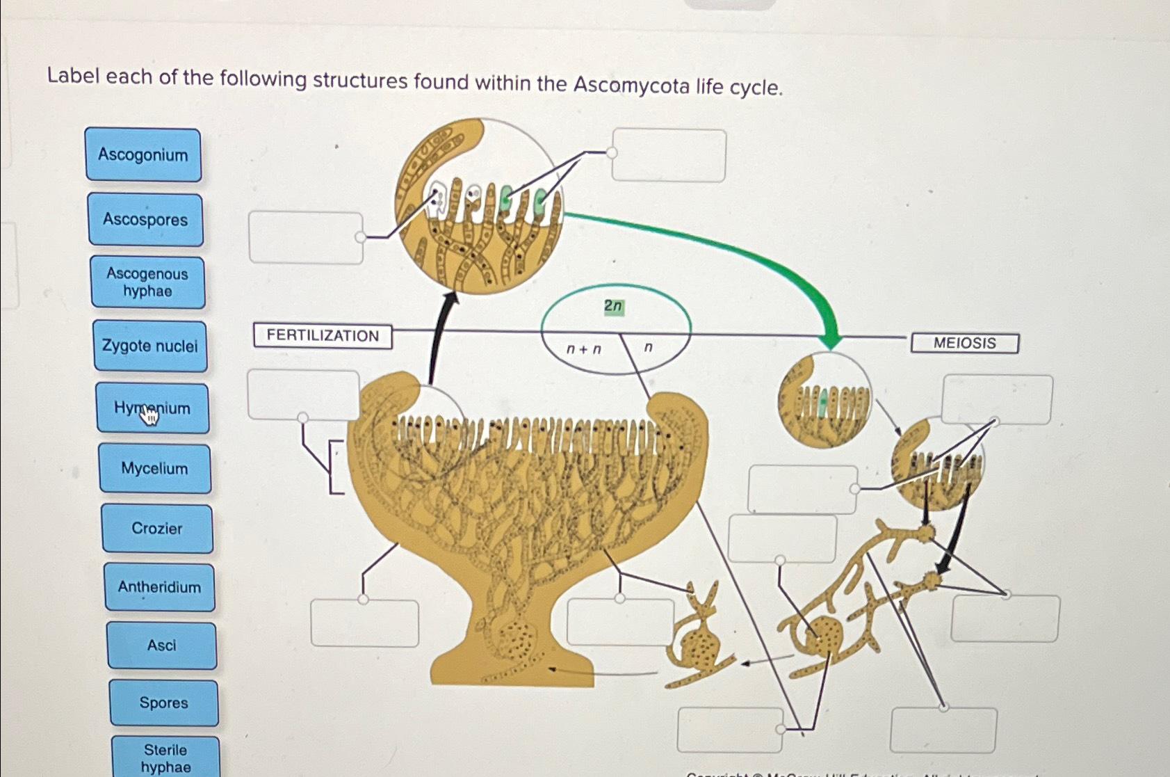 Solved Label each of the following structures found within | Chegg.com