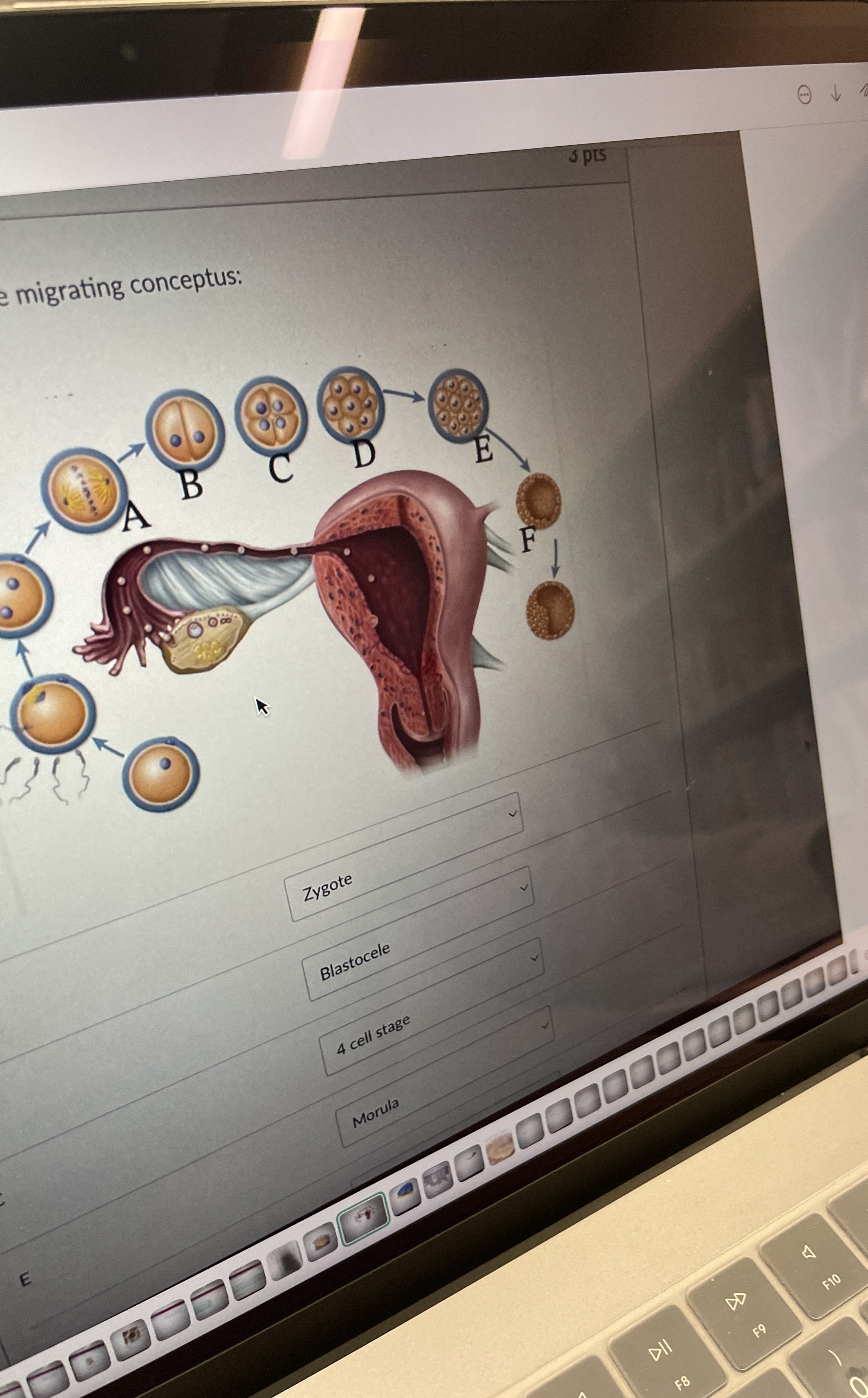 spismigrating conceptus:2ygoteBlastoclelel4cellls+ag | Chegg.com