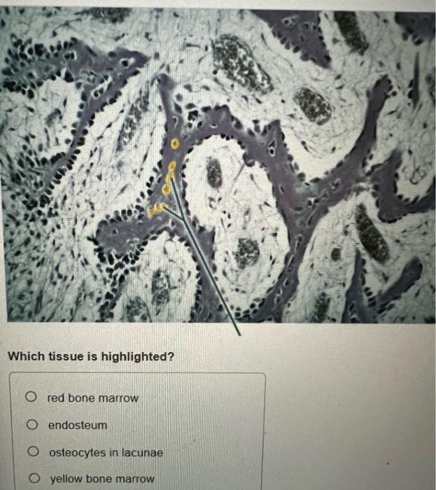 Solved Identify the highlighted structure. Copvight by | Chegg.com