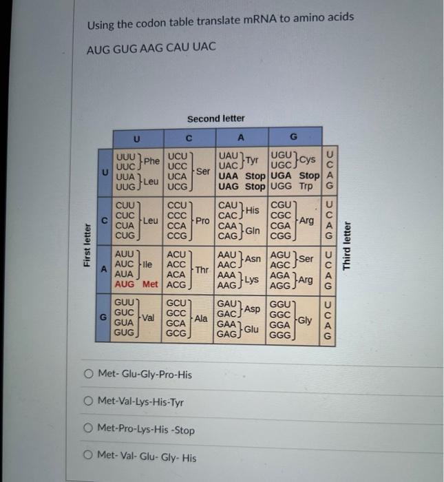 Solved Using the codon table translate mRNA to amino acids | Chegg.com