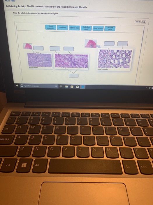 (Lab HWS Art-labeling Activity: The Microscopic | Chegg.com