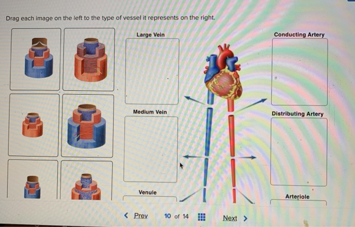 Solved Drag each image on the left to the type of vessel it | Chegg.com