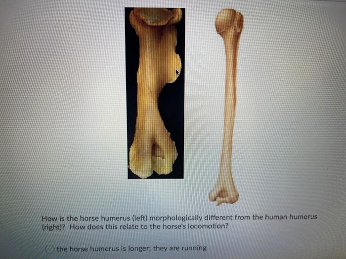Solved How is the mole humerus (left) morphologically | Chegg.com