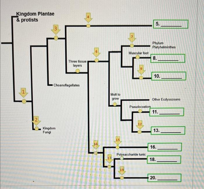 Solved Kingdom Plantae & protists 3 5. Phylum | Chegg.com