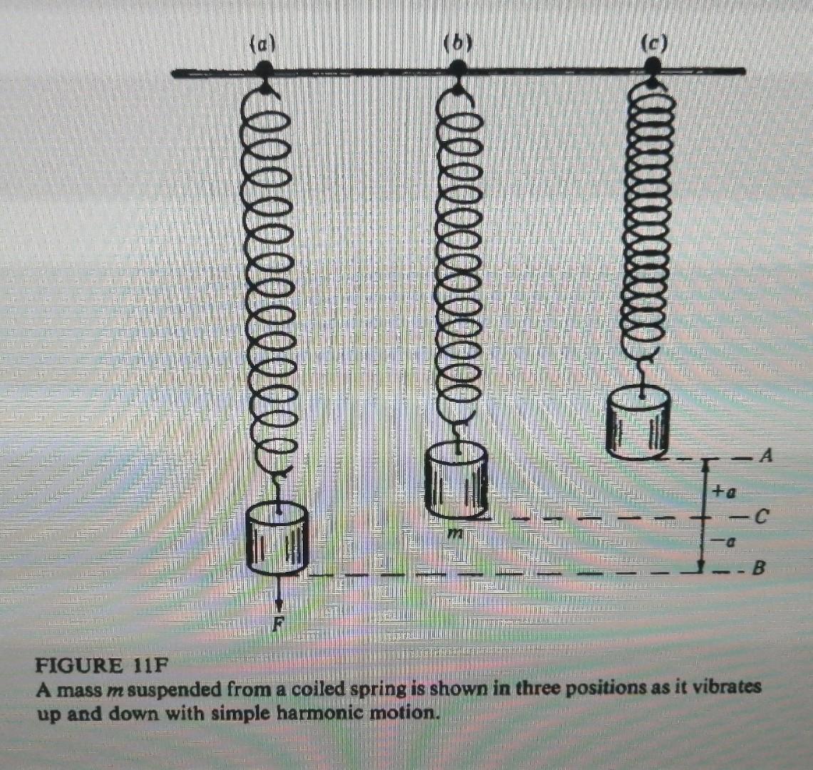 Solved 1 A coil spring hangs from the ceiling as shown in | Chegg.com