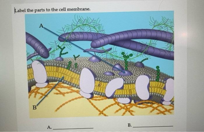 Solved Label the parts to the cell membrane. A ( B B. A. | Chegg.com