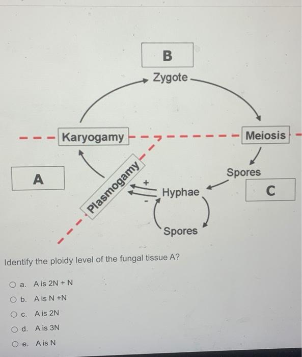 Solved B. Zygote Karyogamy Meiosis A Spores C Hyphae | Chegg.com