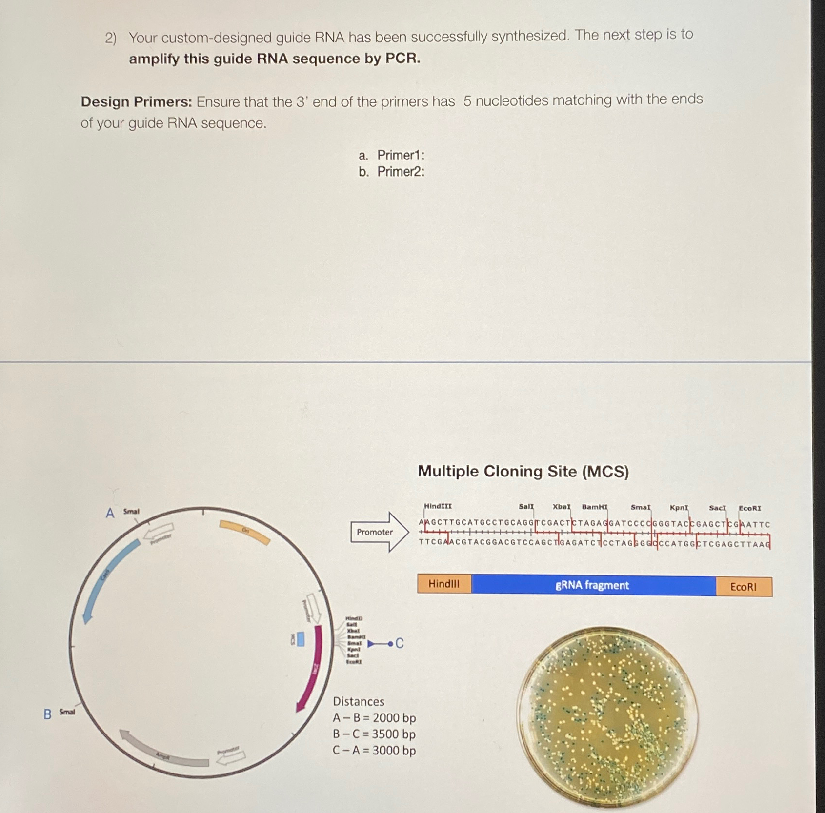 Solved Your custom-designed guide RNA has been successfully | Chegg.com
