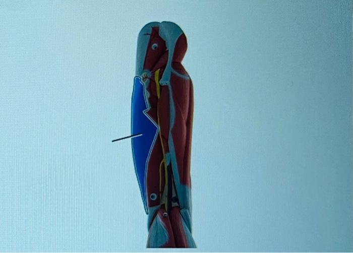 Solved whats highlighted region called? | Chegg.com