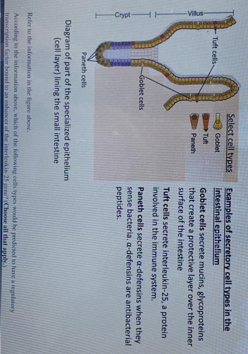 [Solved]: Examples of secretory cell types in the intestina