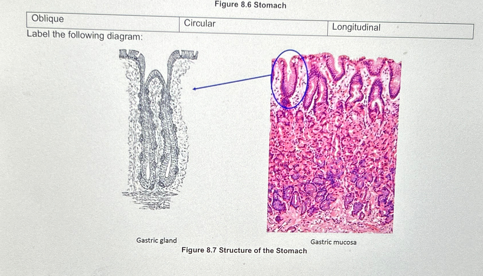 Solved Figure 8.6 | Chegg.com