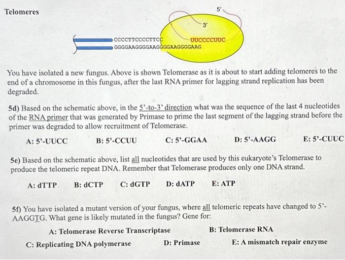 Solved Question 5. Proofreading and mismatch repair | Chegg.com