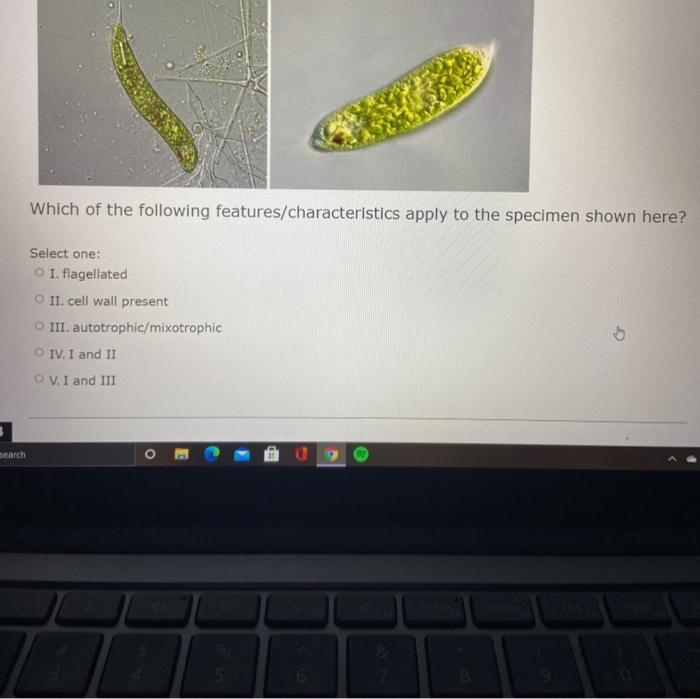 Solved The region on this section indicated by the red arrow | Chegg.com