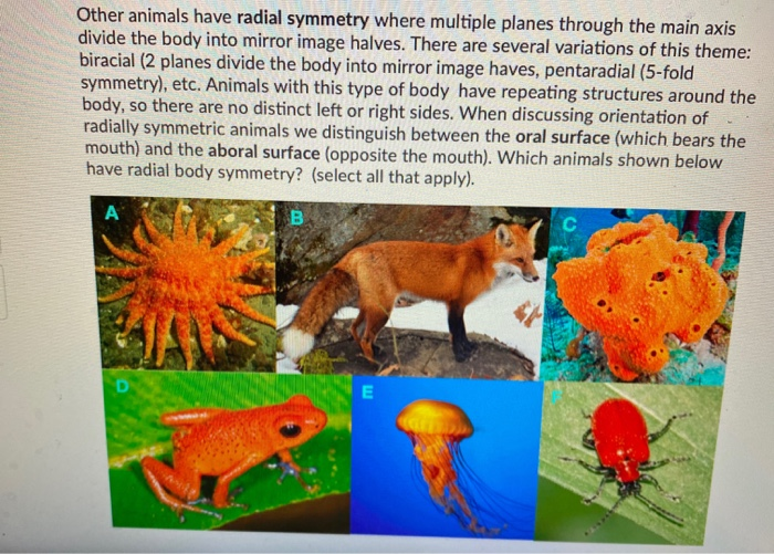 Solved What adaptations would improve the surface area to | Chegg.com