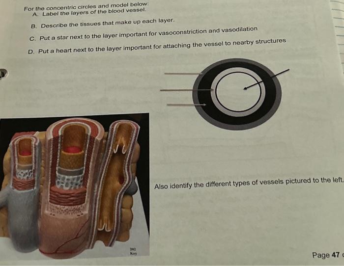 Solved For the concentric circles and model below: A. Label | Chegg.com