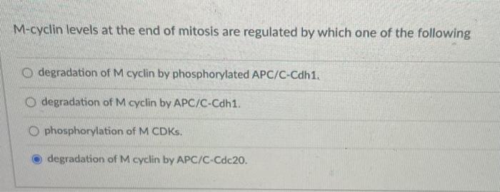Solved M-cyclin levels at the end of mitosis are regulated | Chegg.com