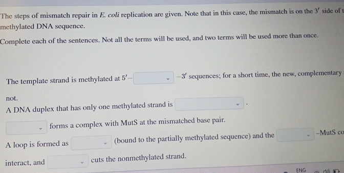 Solved The steps of mismatch repair in E. ﻿coli replication | Chegg.com