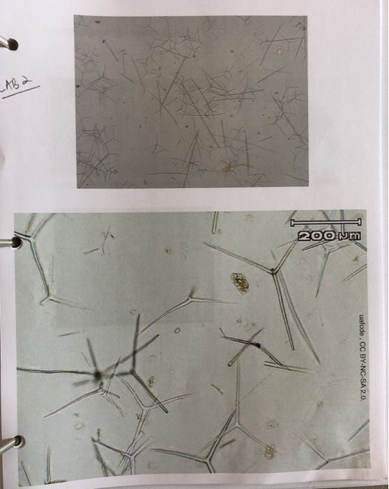 Solved Spicules (Fig. 2-1) The classification of sponges is | Chegg.com