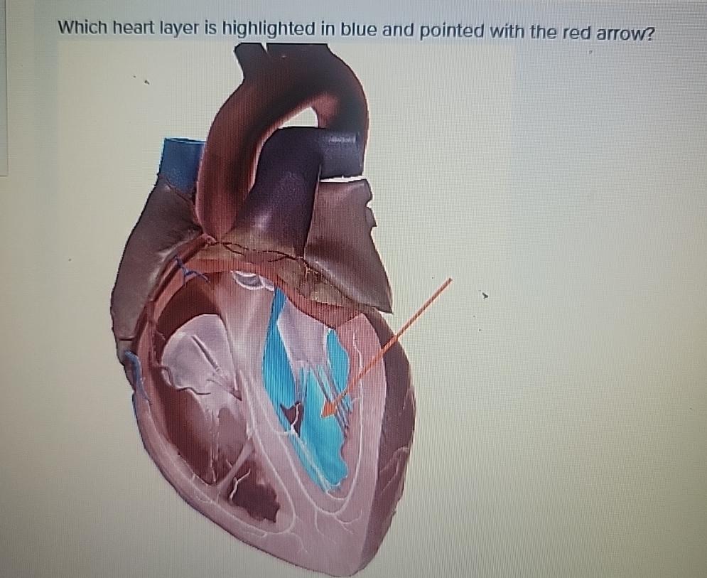 Solved Which heart layer is highlighted in blue and pointed | Chegg.com