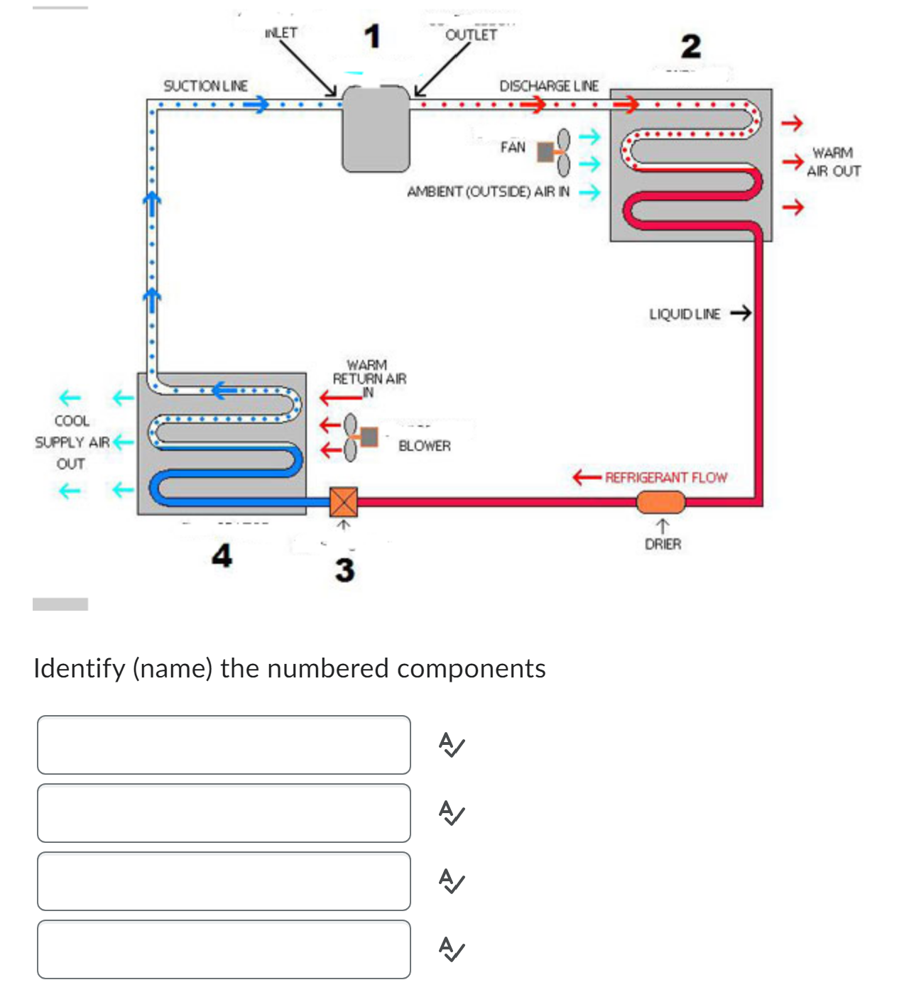 Solved Identify (name) ﻿the numbered componentsSpace in | Chegg.com